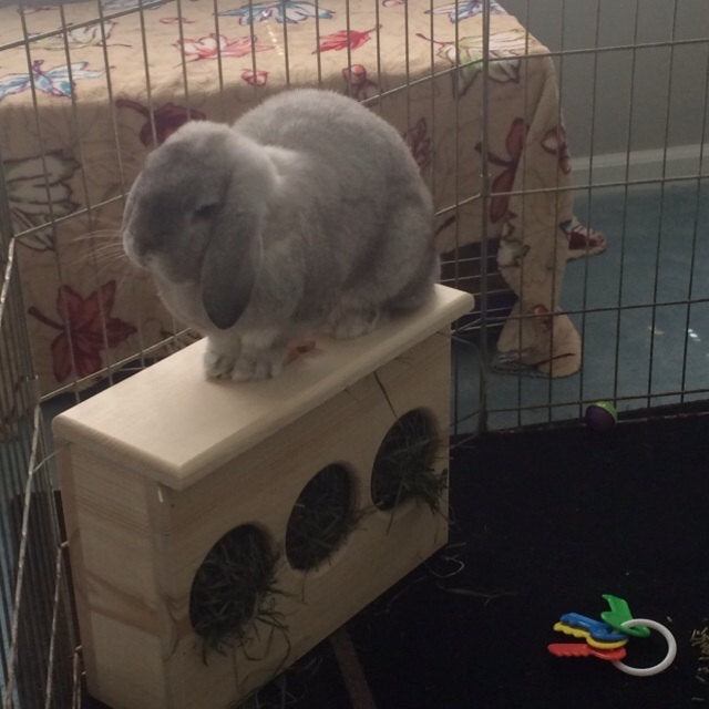 Rabbit Hay Feeder-slim fit – BunnyRabbitShop